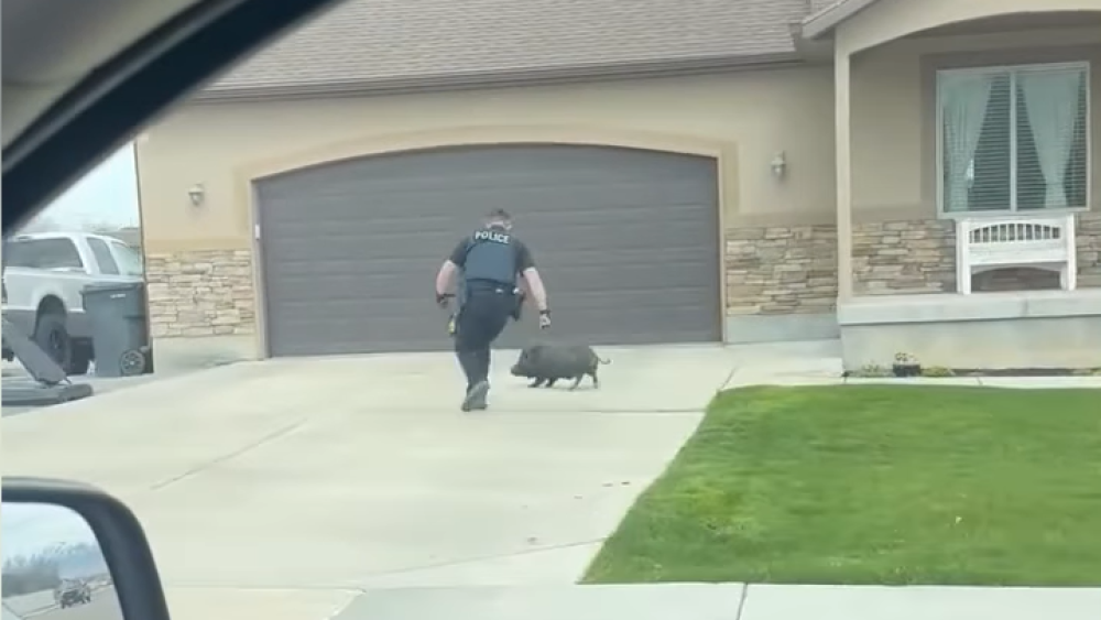 Viral video shows Utah officer capture escaped pig Viral video shows Utah officer capture escaped pig